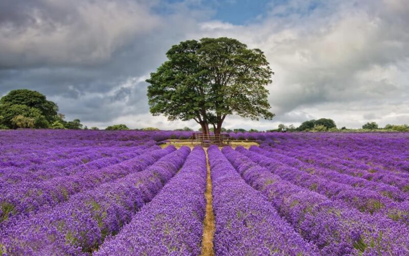 Top Things to Do in London in June | Love and London